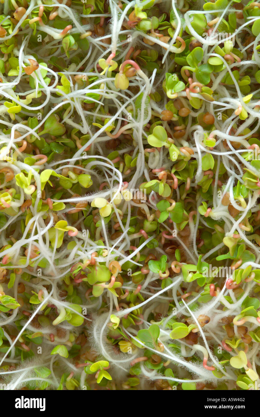 Watercress sprouts close up Stock Photo - Alamy