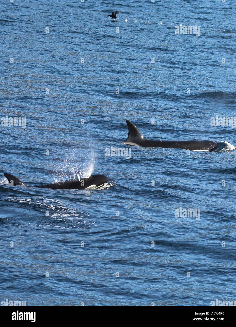Orca flight hi-res stock photography and images - Alamy