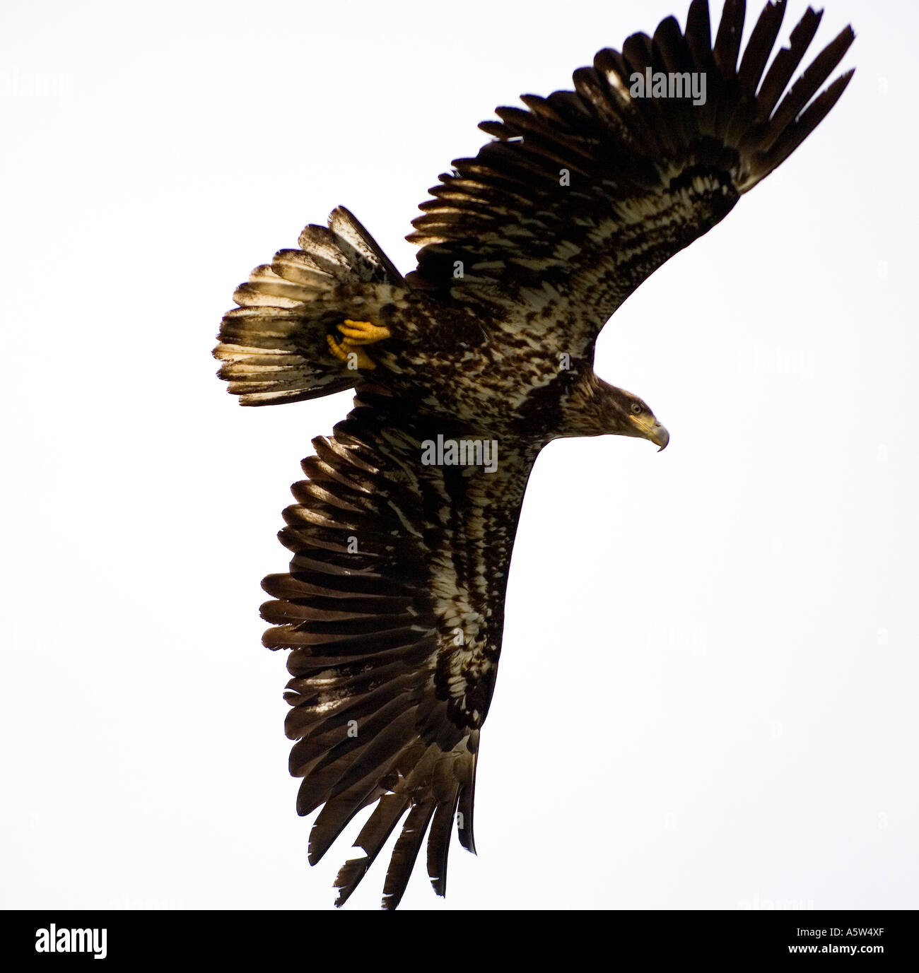 Immature bald eagle Stock Photo - Alamy