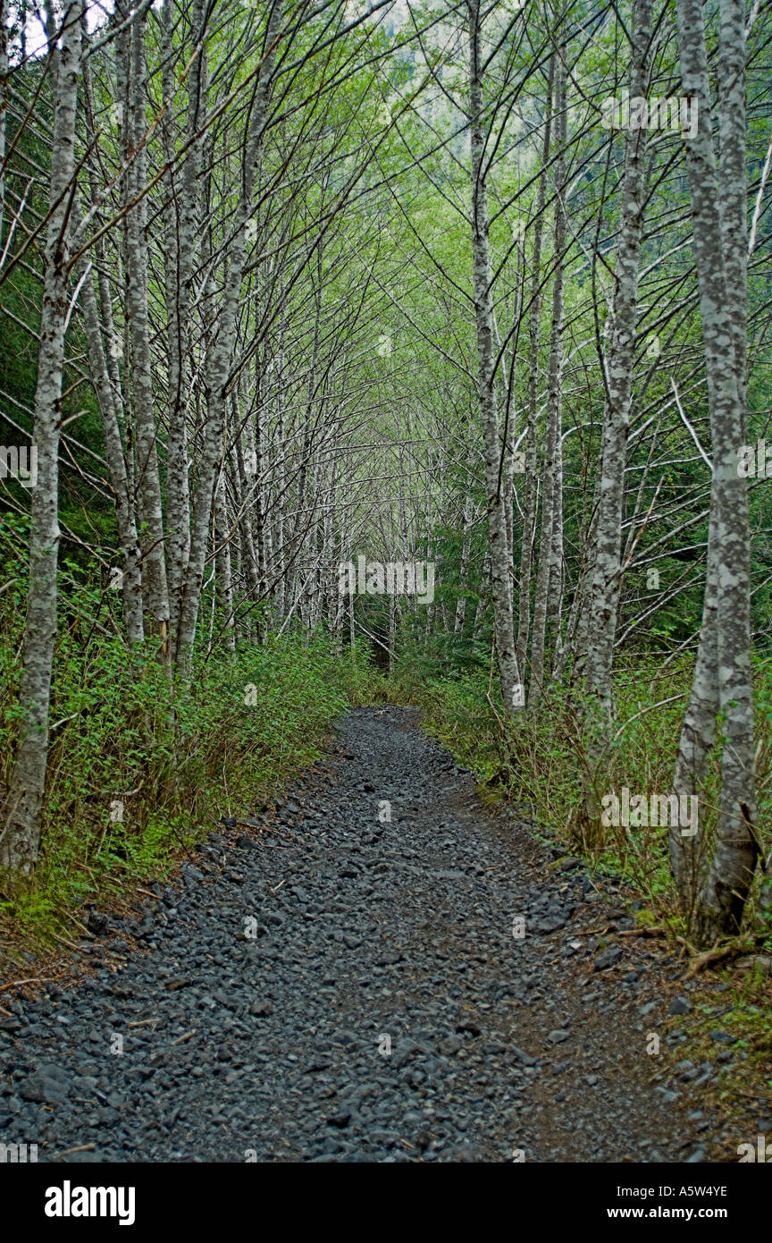 Trees and road Stock Photo - Alamy