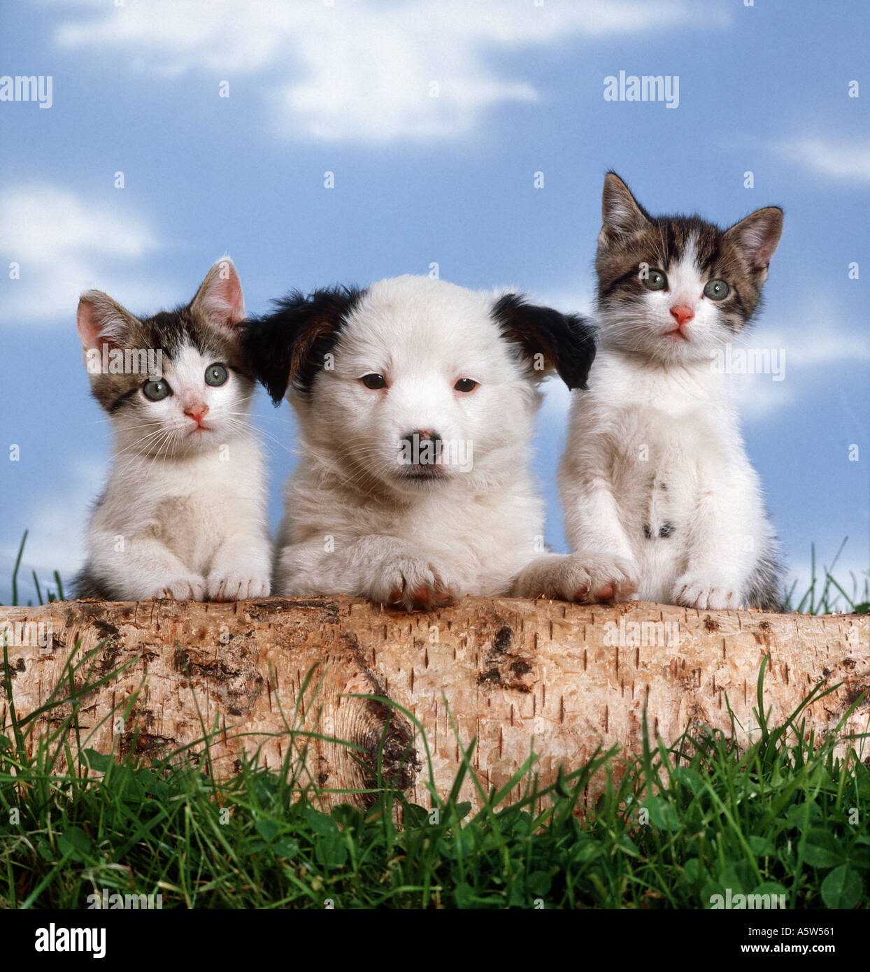 Animal friendship between dog and cat. Puppy and two kittens looking ...
