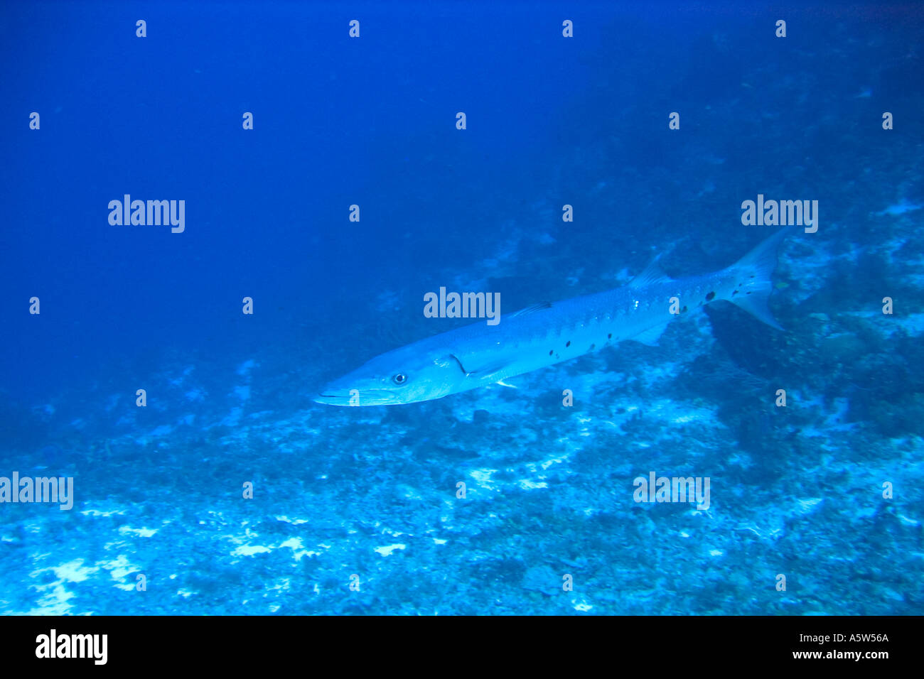 Barracuda Reef Cozumel