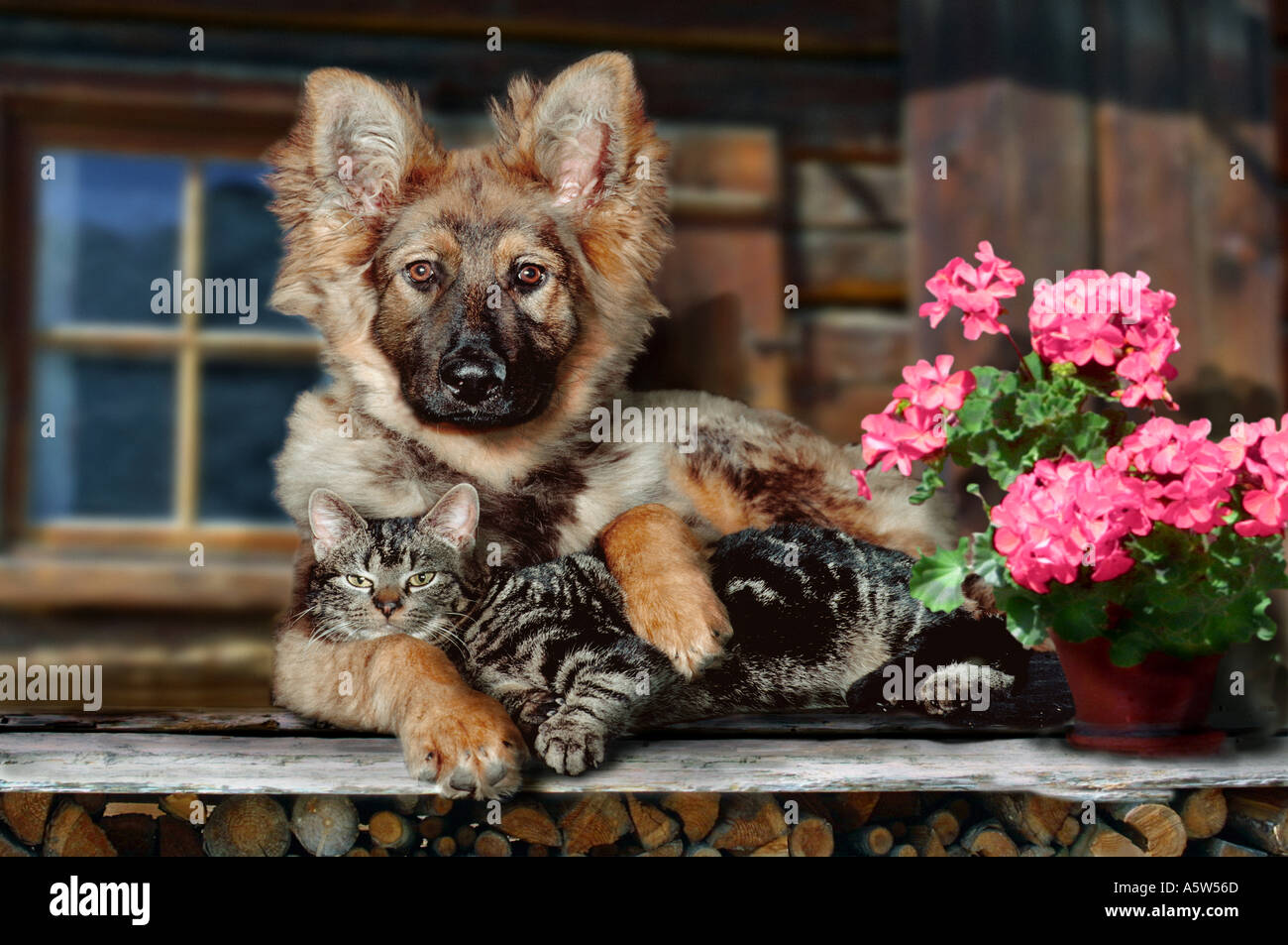 Alpine shepherd puppy hi-res stock photography and images - Alamy