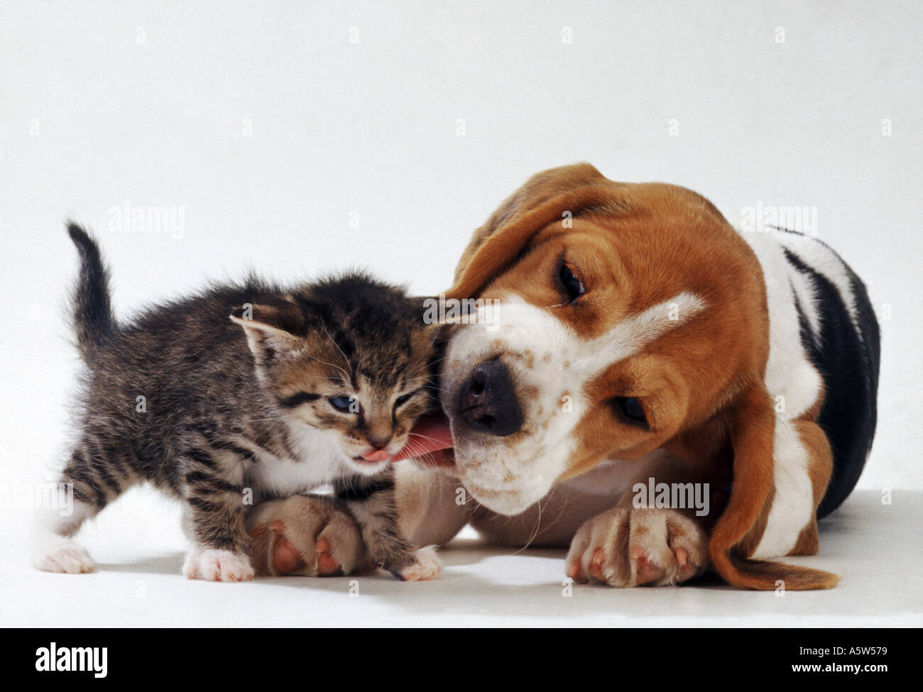 Are Bassets Like Cats