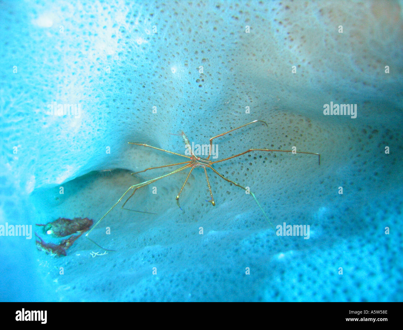 Arrow head crab Bay Islands Honduras Stock Photo - Alamy