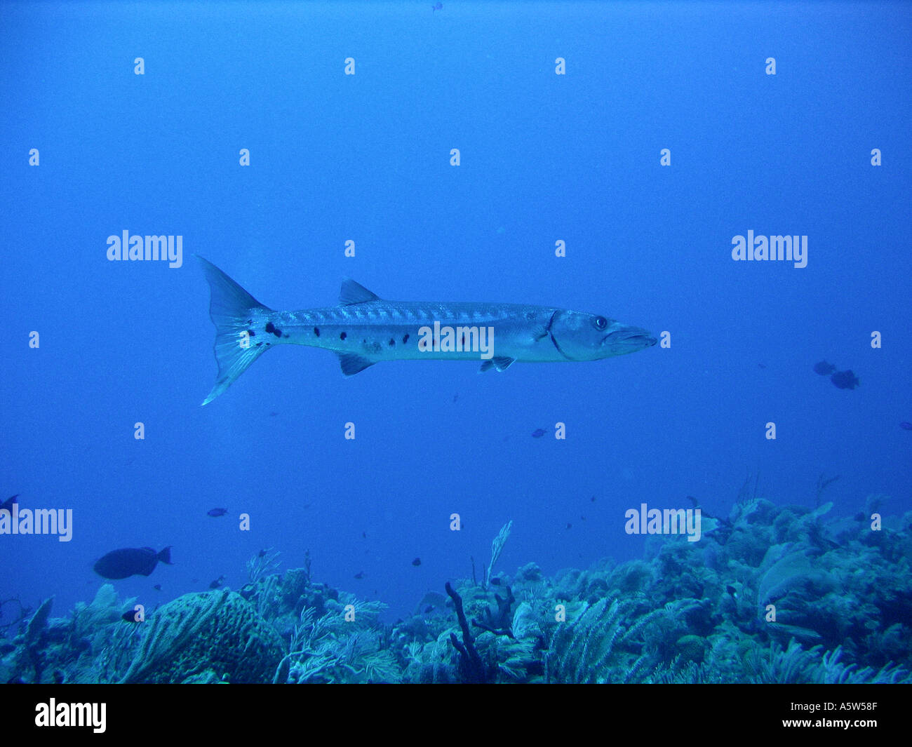 Barracuda Bay Islands Honduras Stock Photo - Alamy