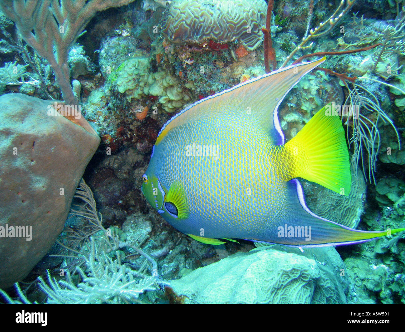 Queen Angelfish on the coral reef Bay Islands Honduras Stock Photo - Alamy