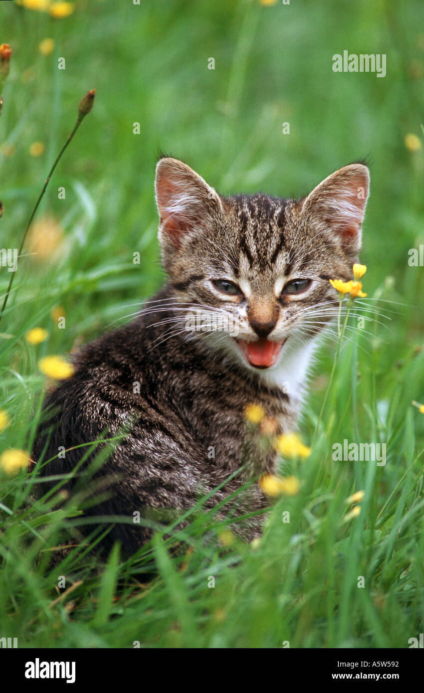 domestic cat - kitten on meadow Stock Photo - Alamy