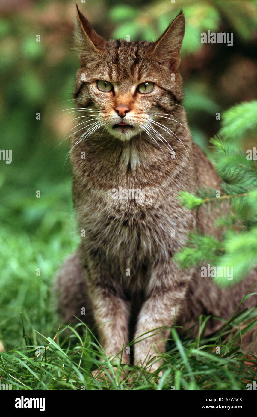 wildcat - sitting on meadow / Felis silvestris silvestris Stock Photo ...