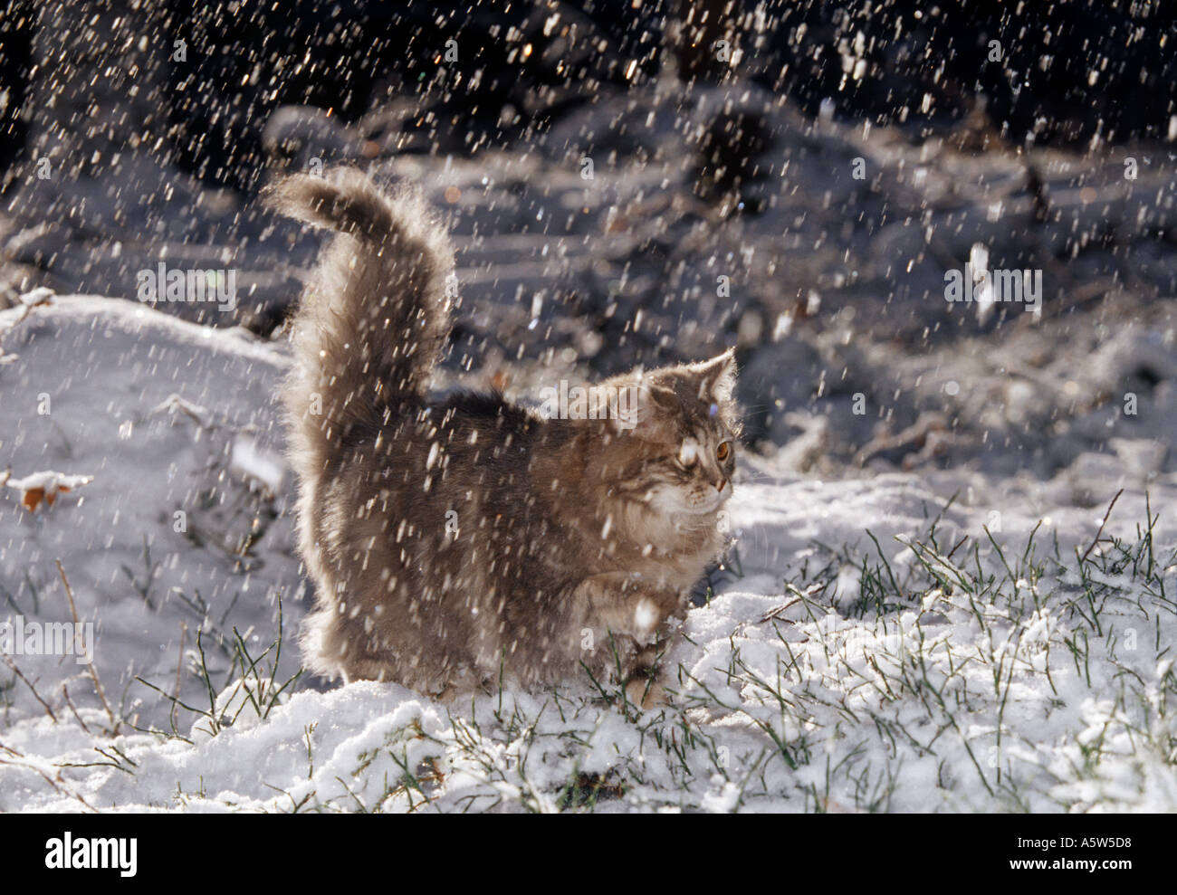 Blowing cat hi-res stock photography and images - Alamy