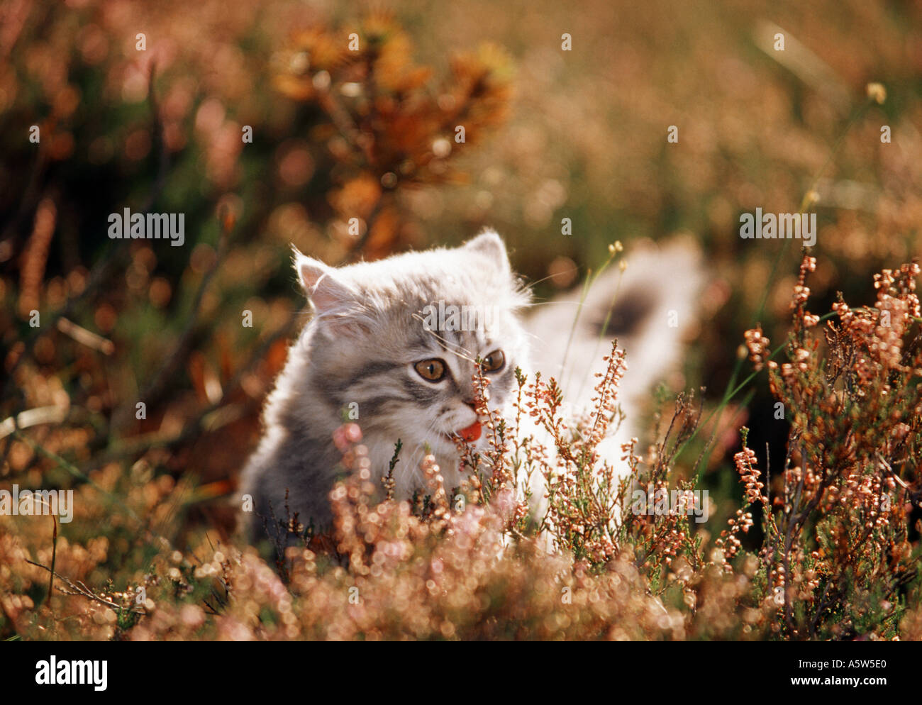 Heathan hi-res stock photography and images - Alamy