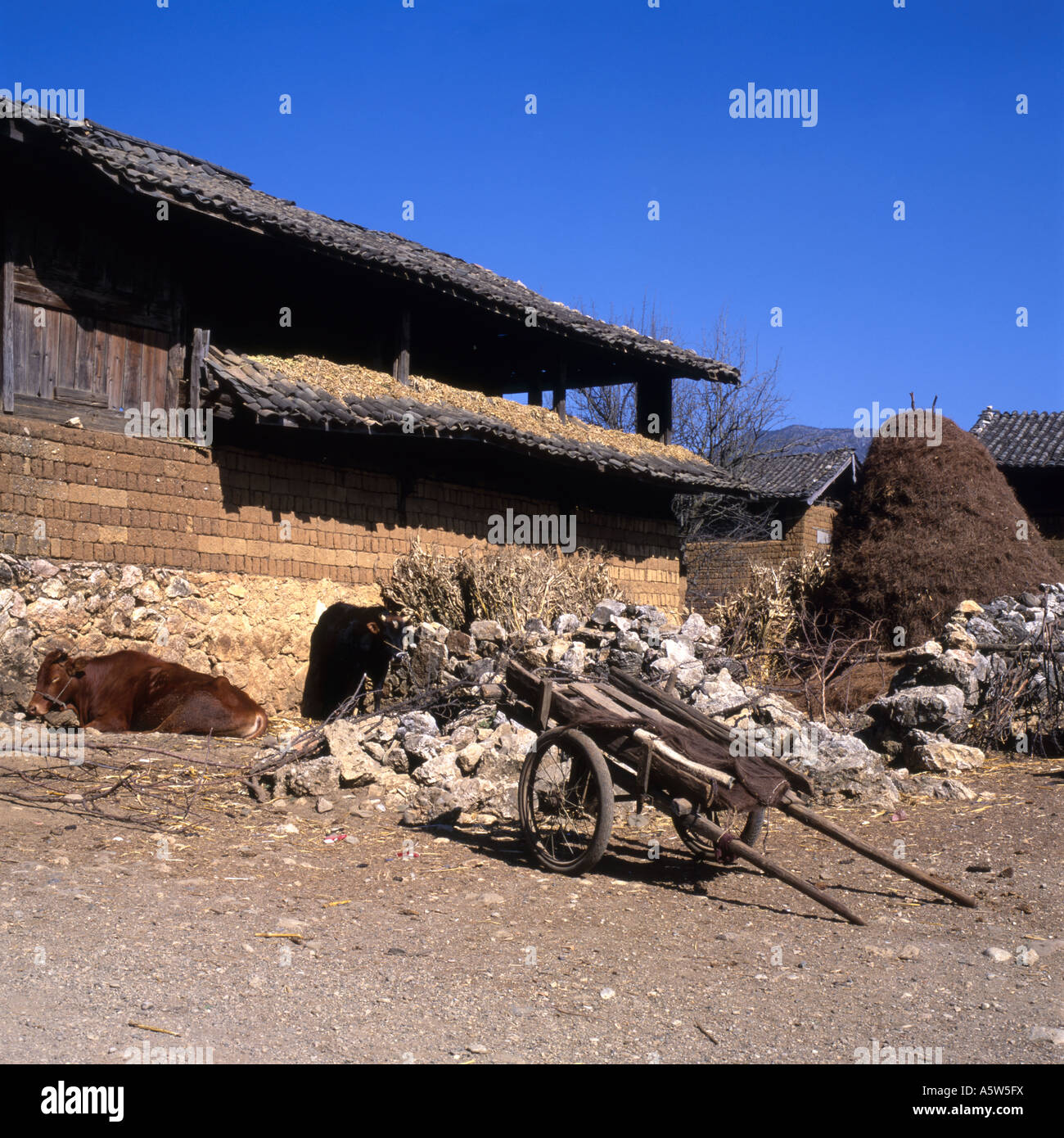 Sleeping cow and old wooden barrow outside traditional rural house near ...