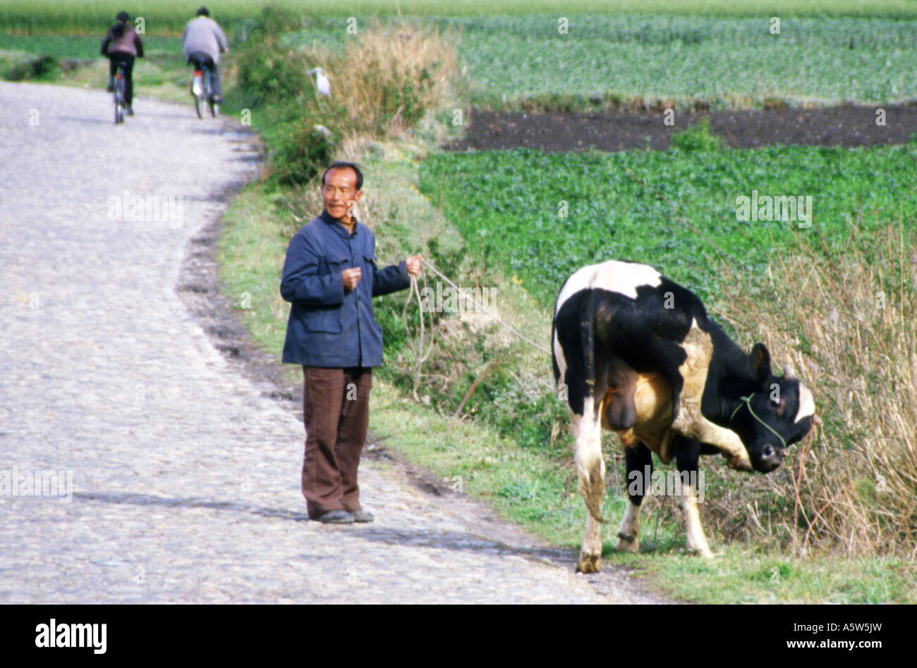 Leafy Cow High Resolution Stock Photography and Images - Alamy