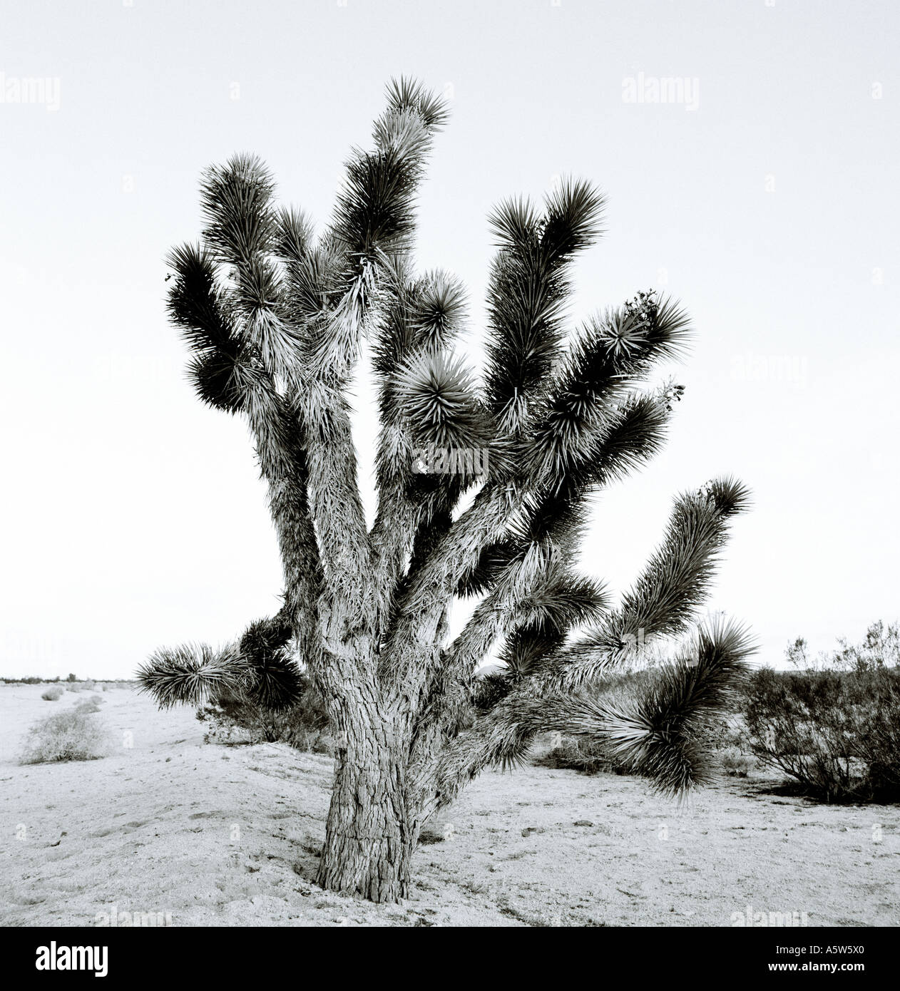 Environment. Ethereal Joshua Tree in the landscape of the Mojave Desert ...