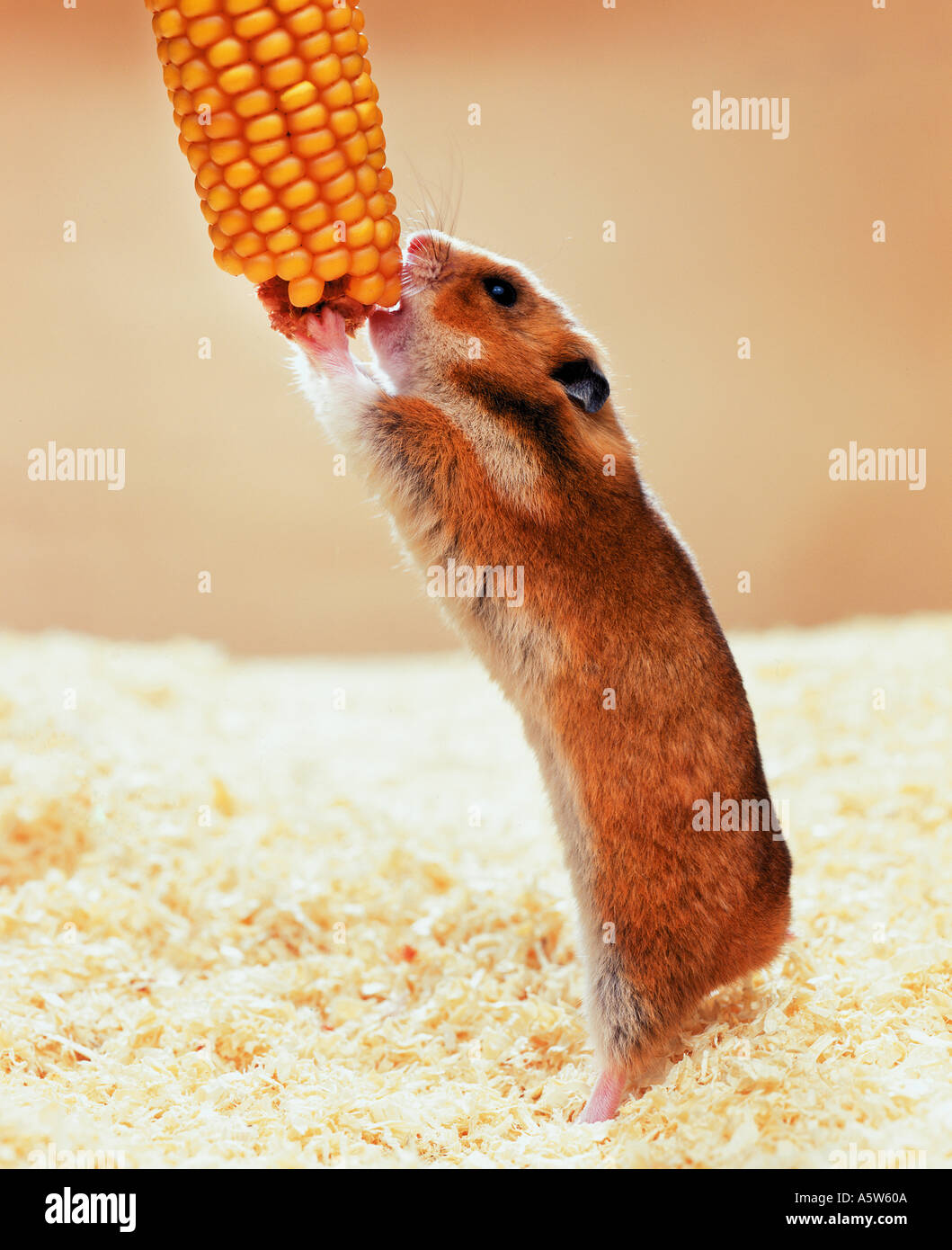 Foot corn hi-res stock photography and images - Alamy