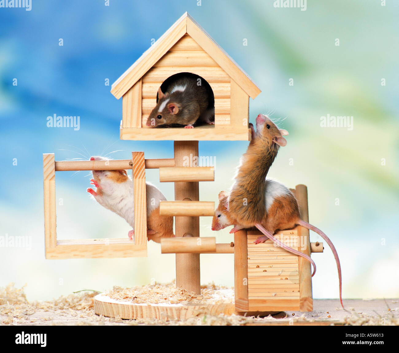 Mice housing hi-res stock photography and images - Alamy