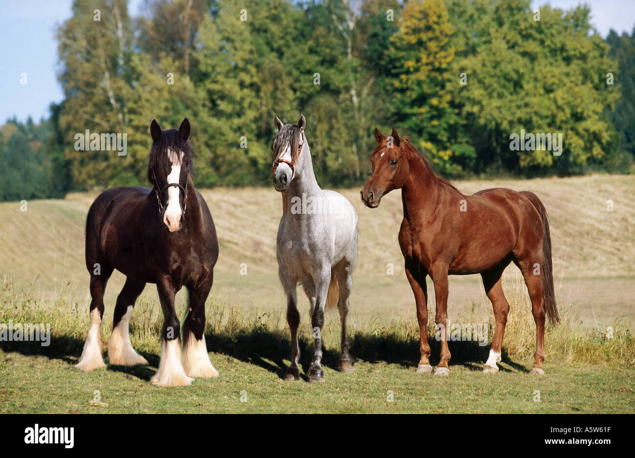 Shire Horse, Andalusian Horse and Arabian horse - standing on meadow ...