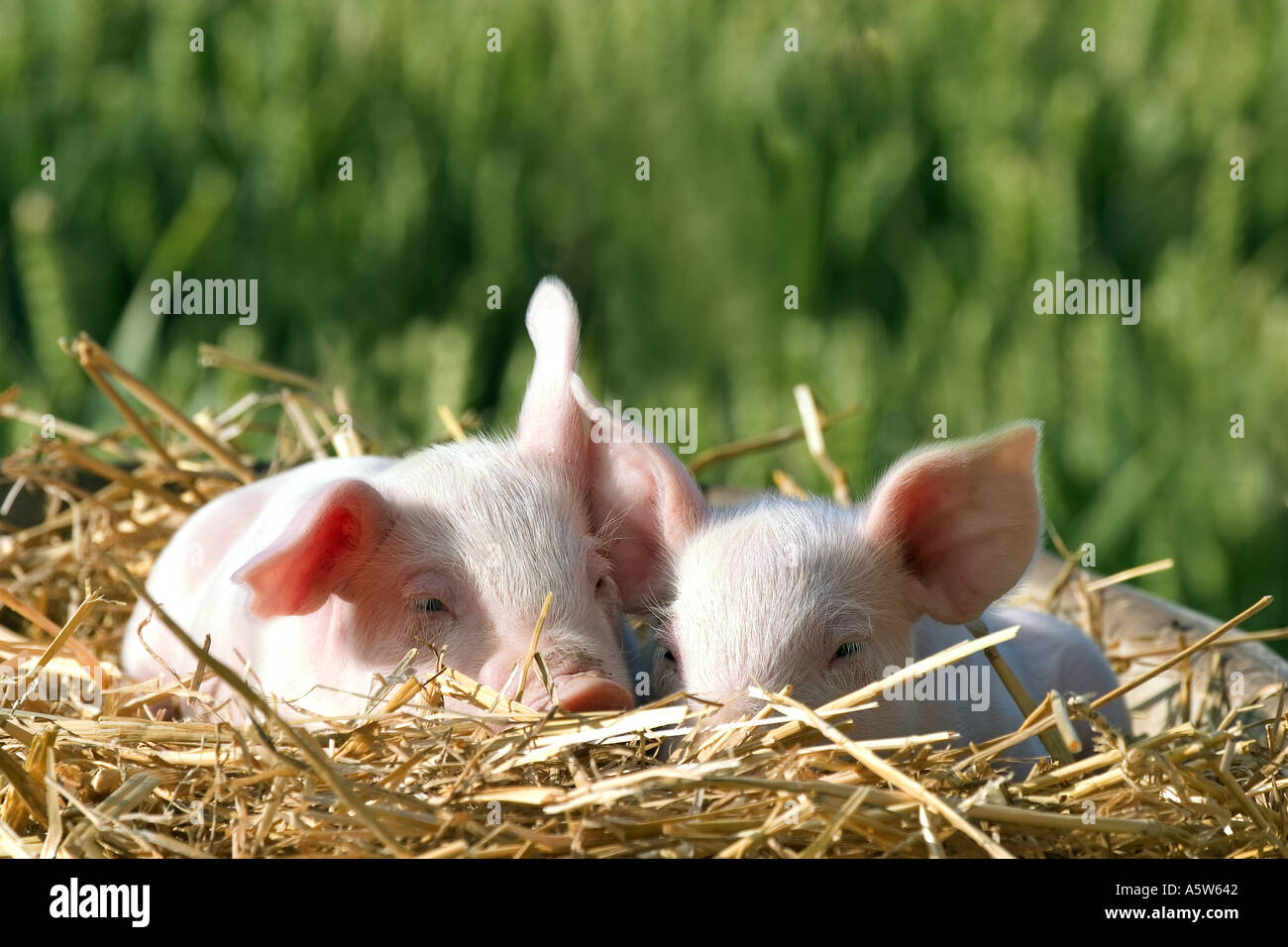 Piglet piglets piggy piggies hi-res stock photography and images - Alamy