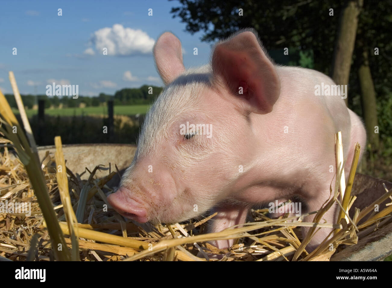 young pig piglet in straw Stock Photo - Alamy