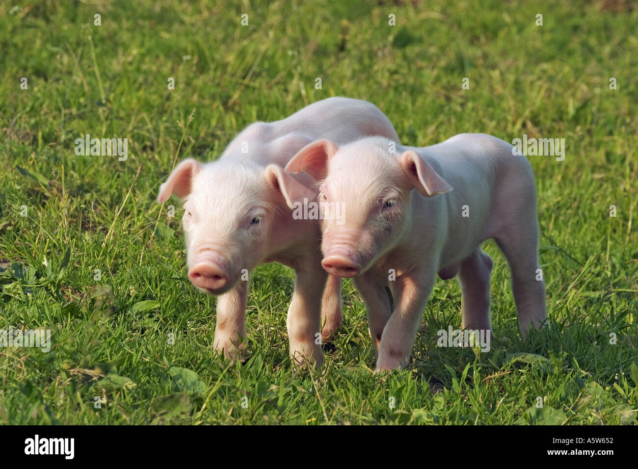 two young pig piglets standing on meadow Stock Photo - Alamy
