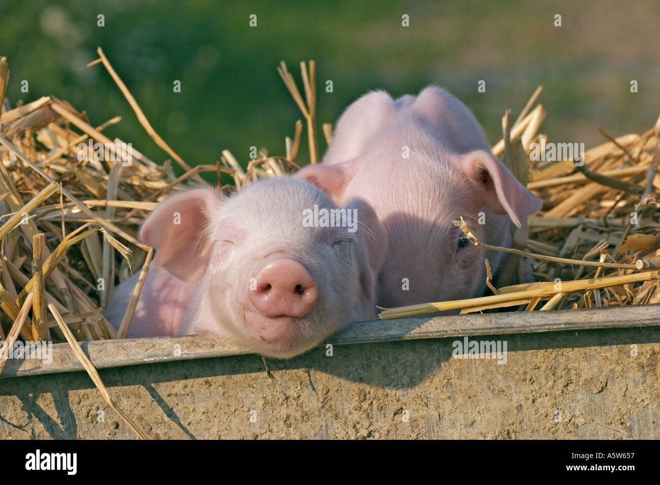 two young pig piglets in straw Stock Photo - Alamy
