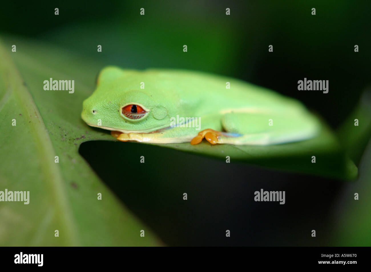 Tree frog Costa Rica Stock Photo - Alamy