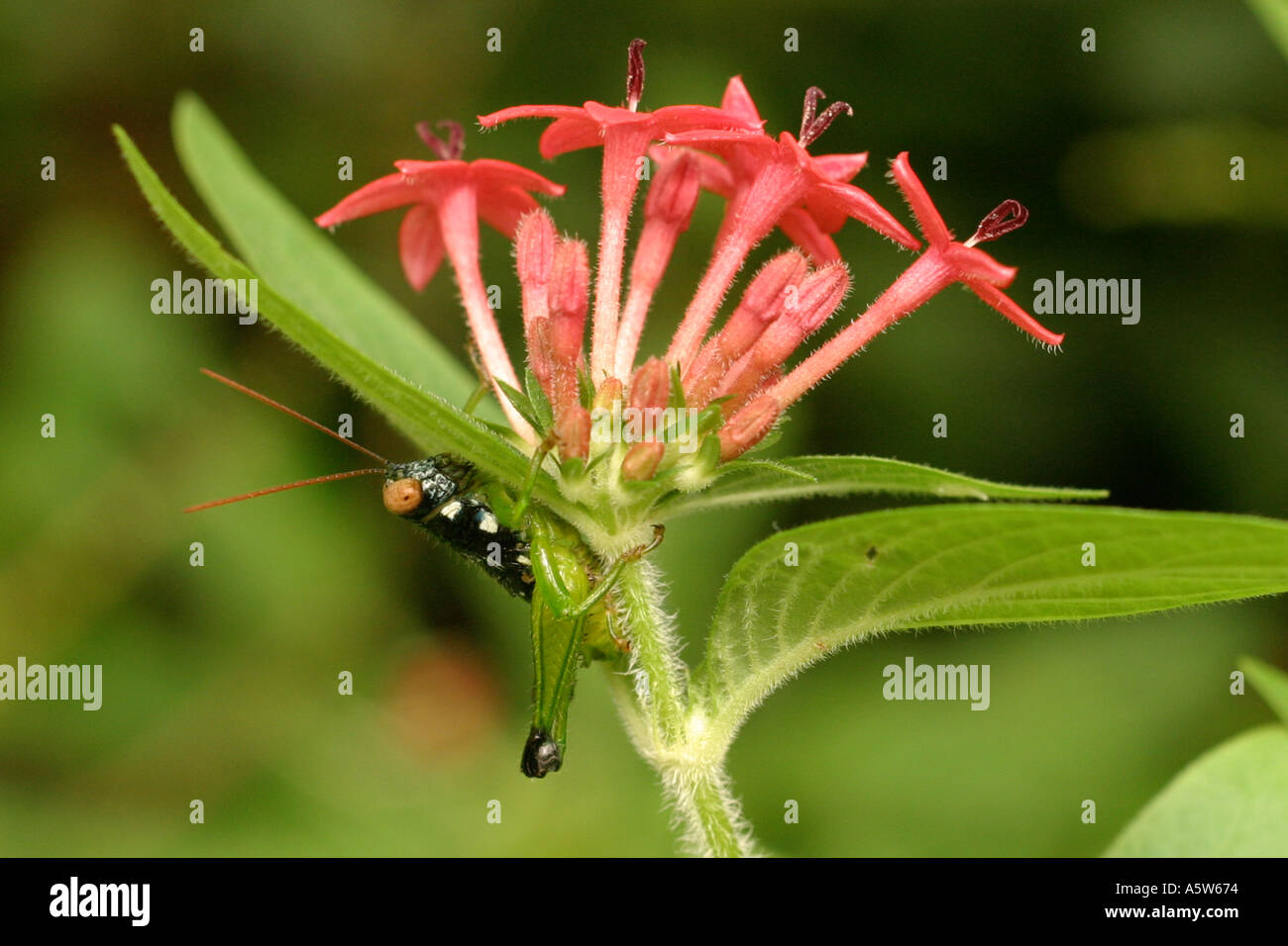 Costa Rican cricket Stock Photo - Alamy