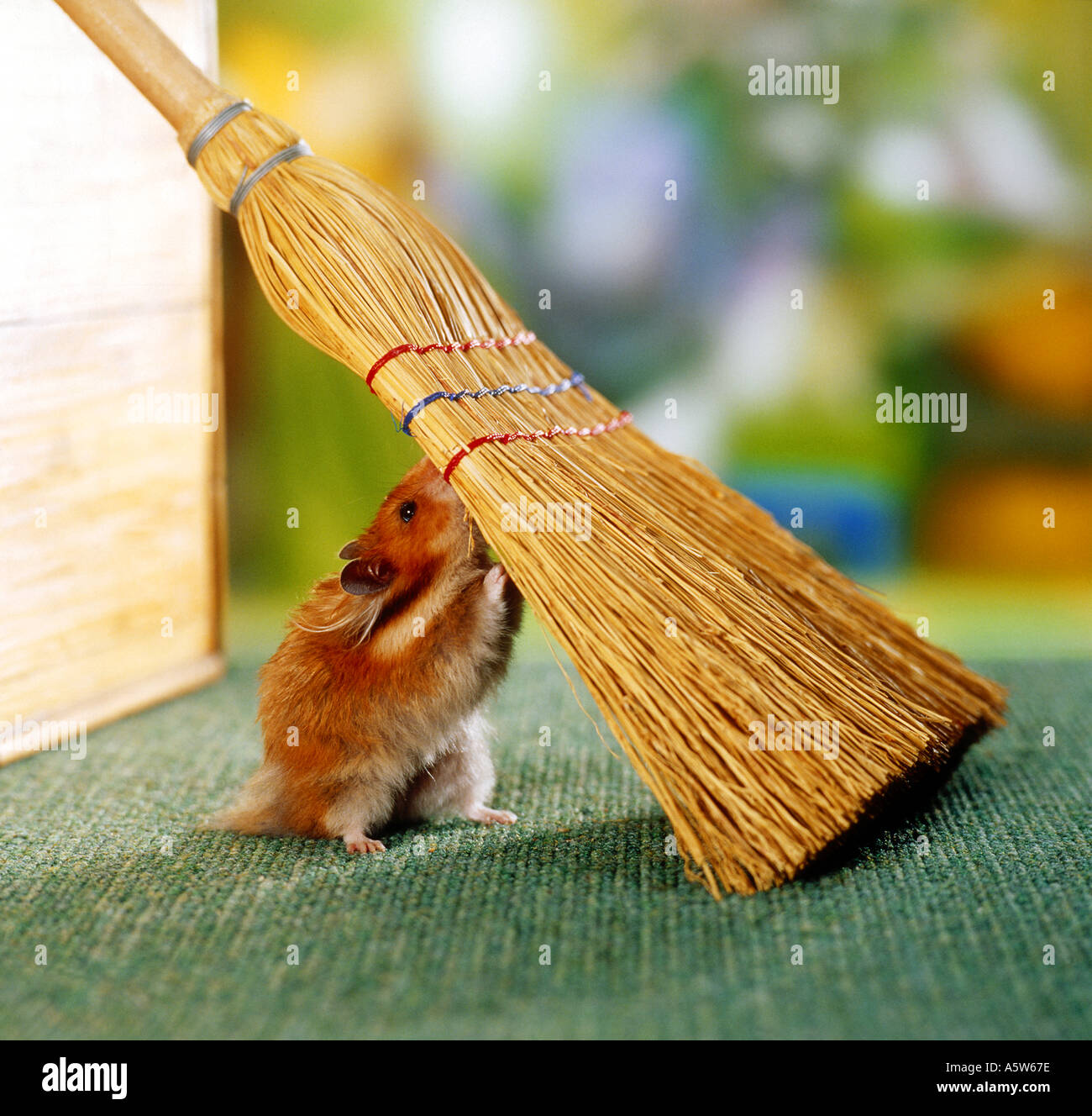 Golden hamster sniffling at broom Stock Photo - Alamy