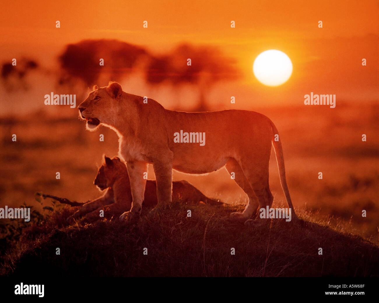 African Sunset With Lion