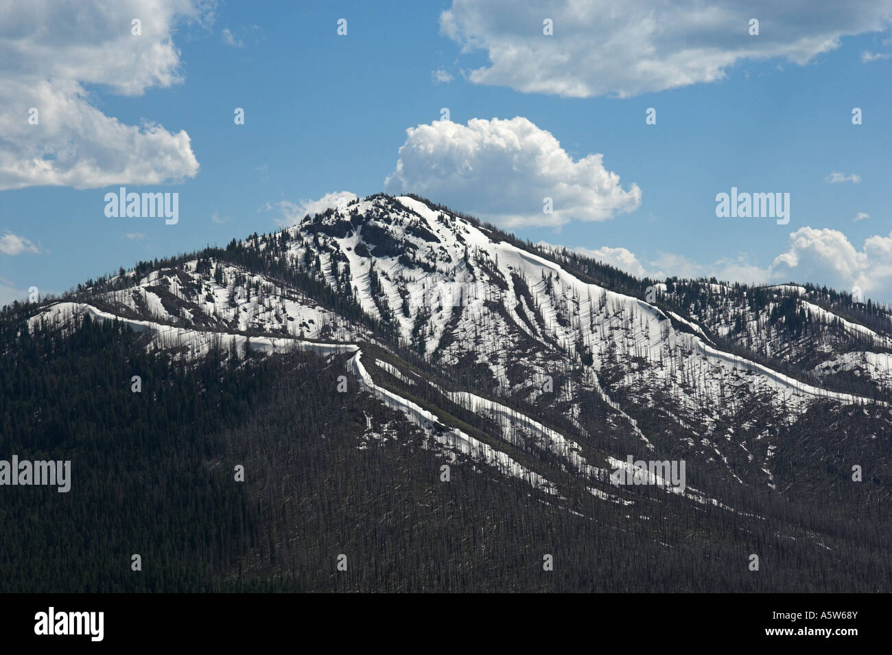 Mount Washburn, Yellowstone National Park Stock Photo - Alamy