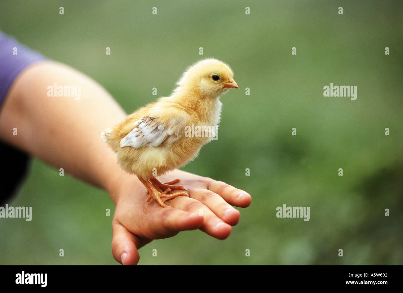 chick on hand Stock Photo - Alamy