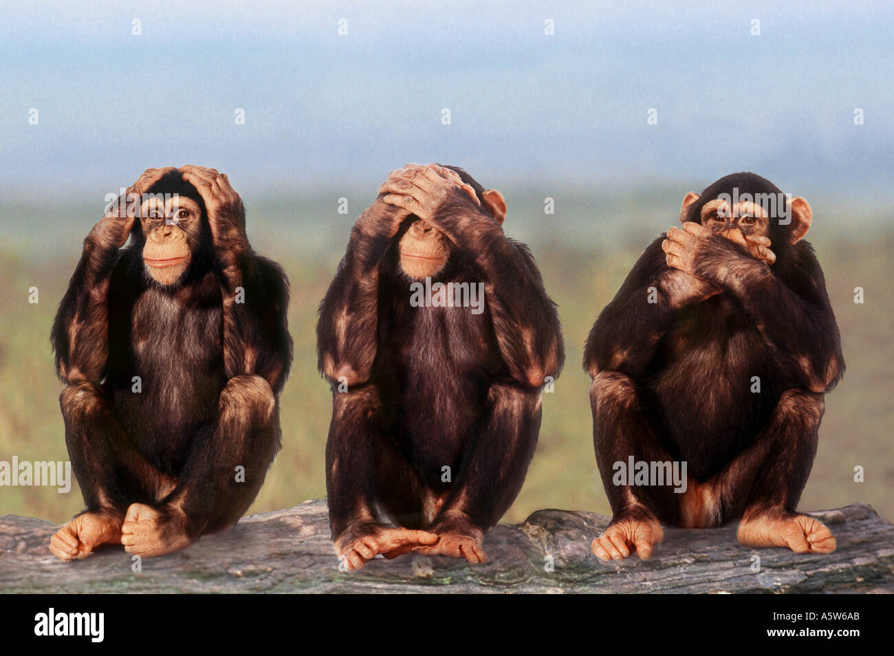 Three monkeys hi-res stock photography and images - Alamy