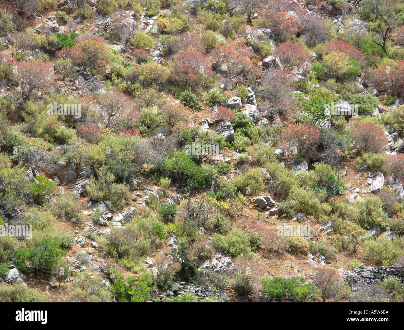 cretian vegetation in the mountains of MILATOS rock thyme thymian ...