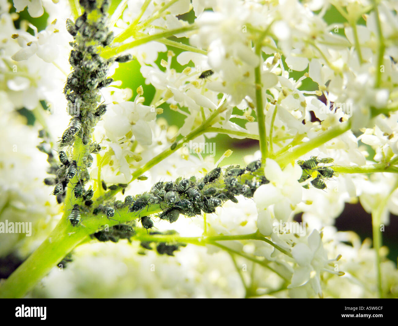 Louses tree hi-res stock photography and images - Alamy