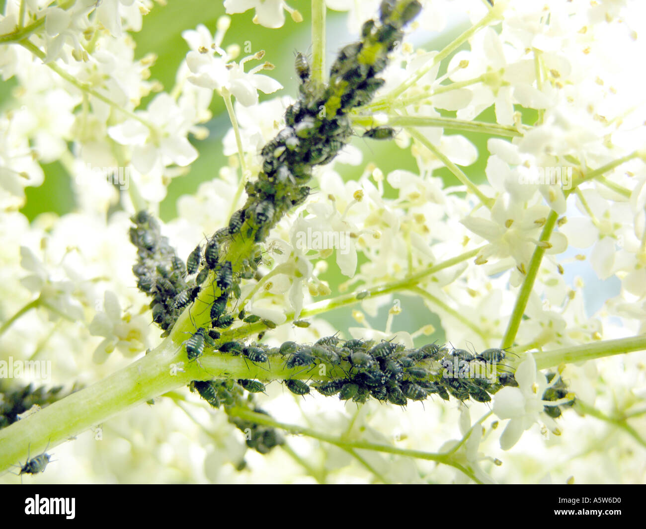 tree louses PLANT LOUSE on an elder holunder blossom Stock Photo - Alamy