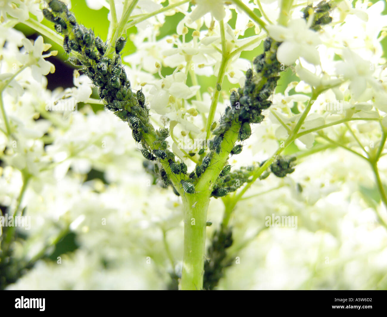 Louses tree hi-res stock photography and images - Alamy
