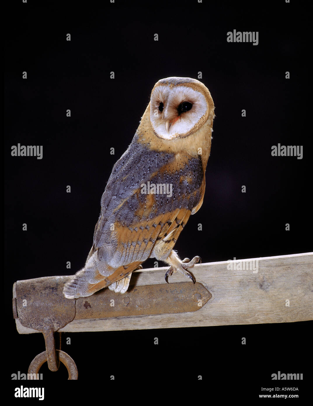 Owl stands perched hi-res stock photography and images - Alamy