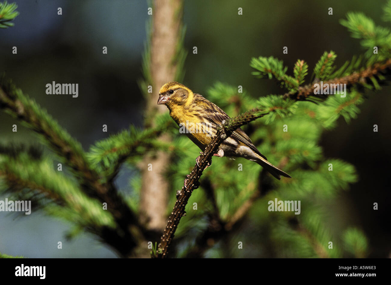 Serins hi-res stock photography and images - Alamy