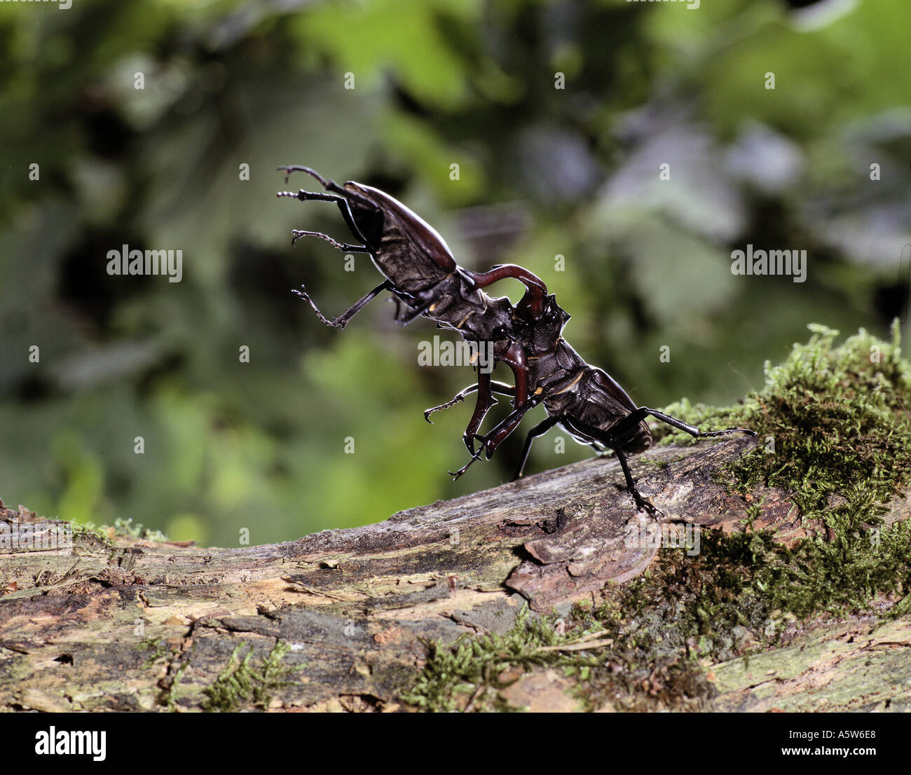 Stag beetles male female hi-res stock photography and images - Alamy