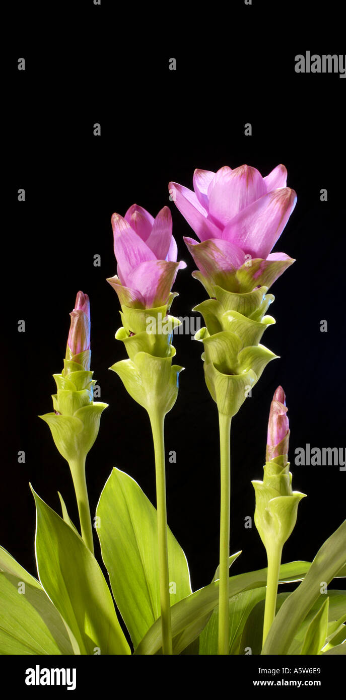 CURCUMA plant blossom leaves Curcuma alismatifolia TULIP OF THAILAND on ...