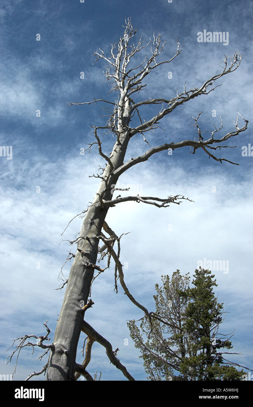 Petrified tree yellowstone hi-res stock photography and images - Alamy