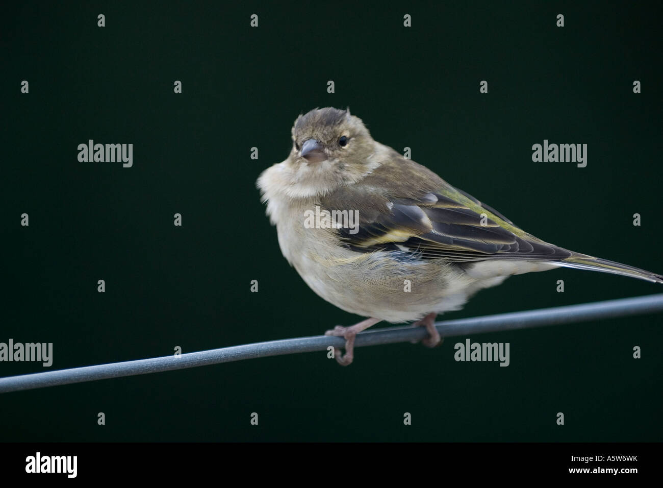 Female chaffinch sitting on hi-res stock photography and images - Alamy