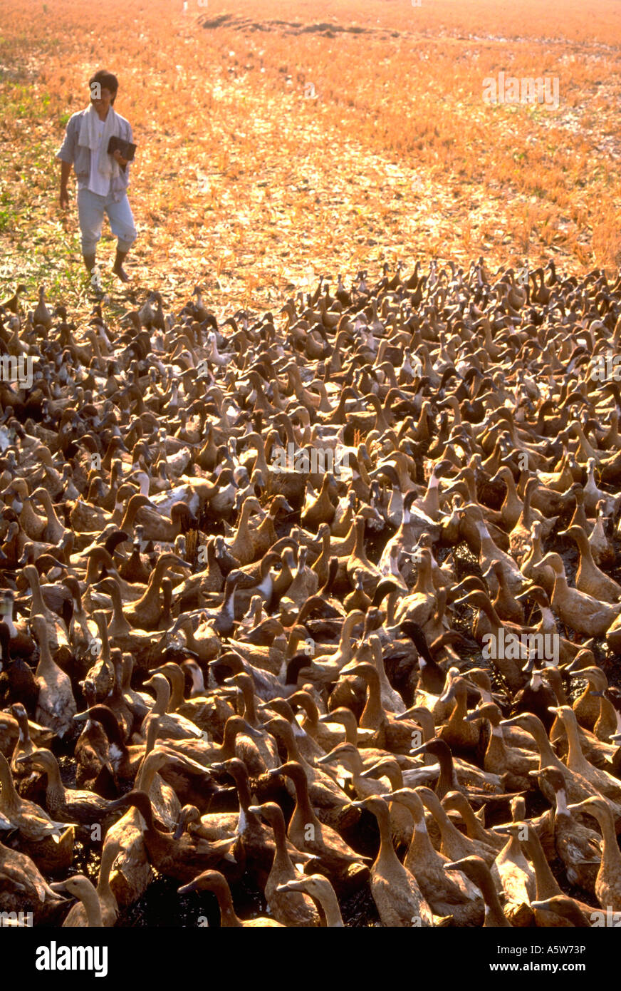 Man with ducks hi-res stock photography and images - Alamy