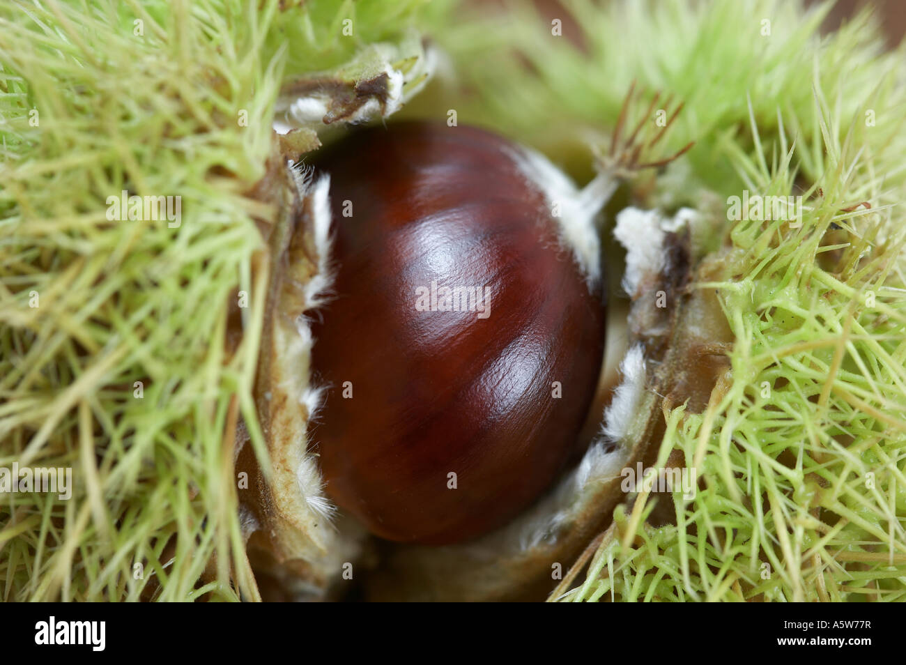 Sweet Chestnut Castanea sativa Stock Photo - Alamy