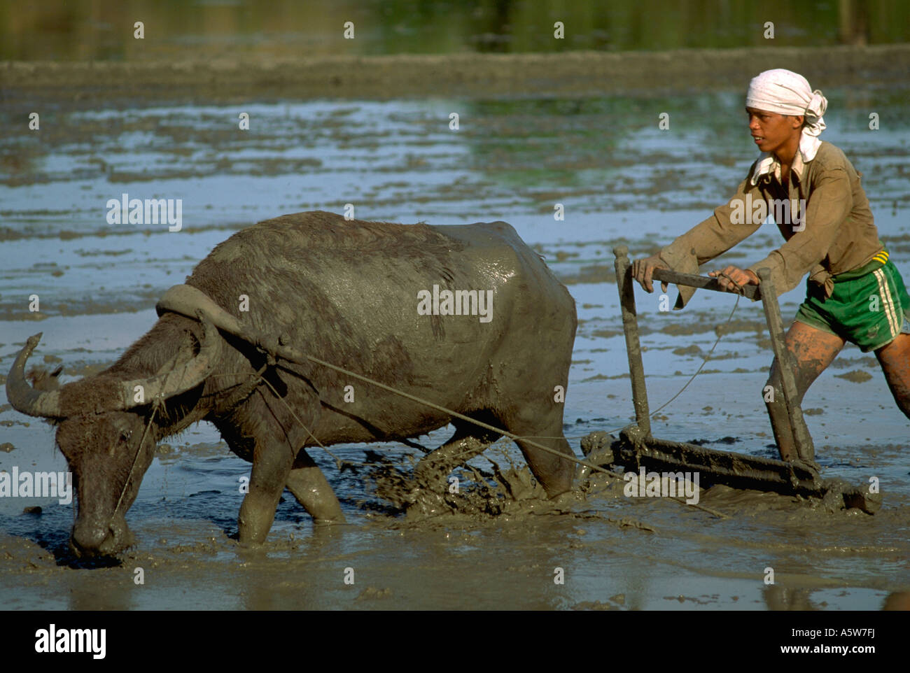 Farmer With His Carabao High Resolution Stock Photography and Images ...