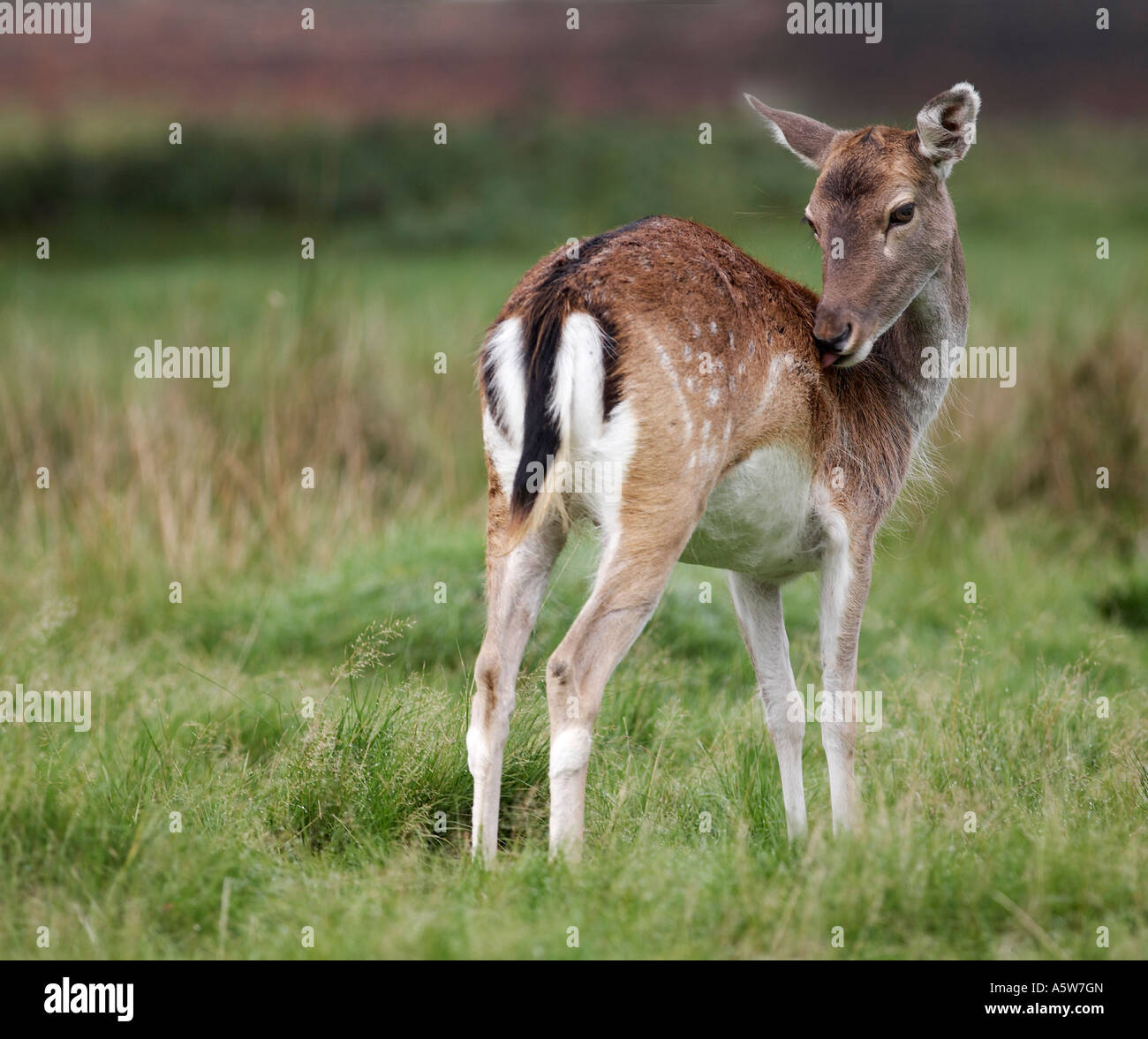 Female Dama dama Fallow deer Stock Photo - Alamy