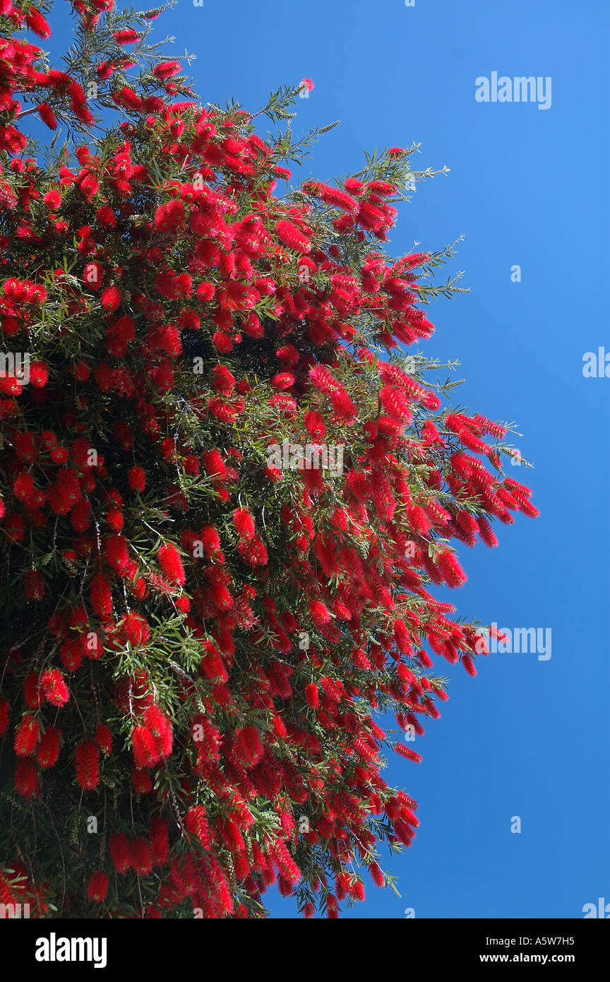 Profusely flowering bottlebrush tree Callistemon sp and blue sky Stock ...