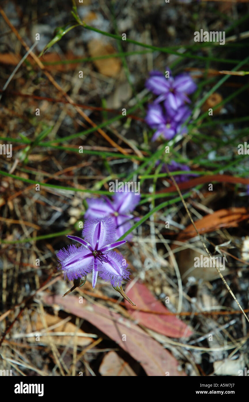 Purple fringed lily Thysanotus multiflorus an annual wildflower endemic ...