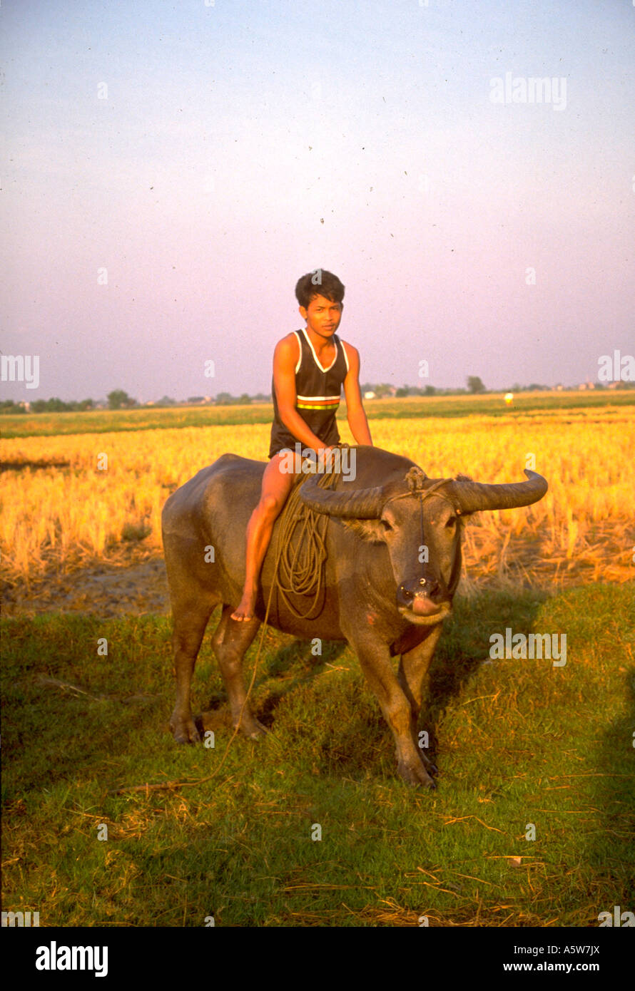 Bullwork hi-res stock photography and images - Alamy