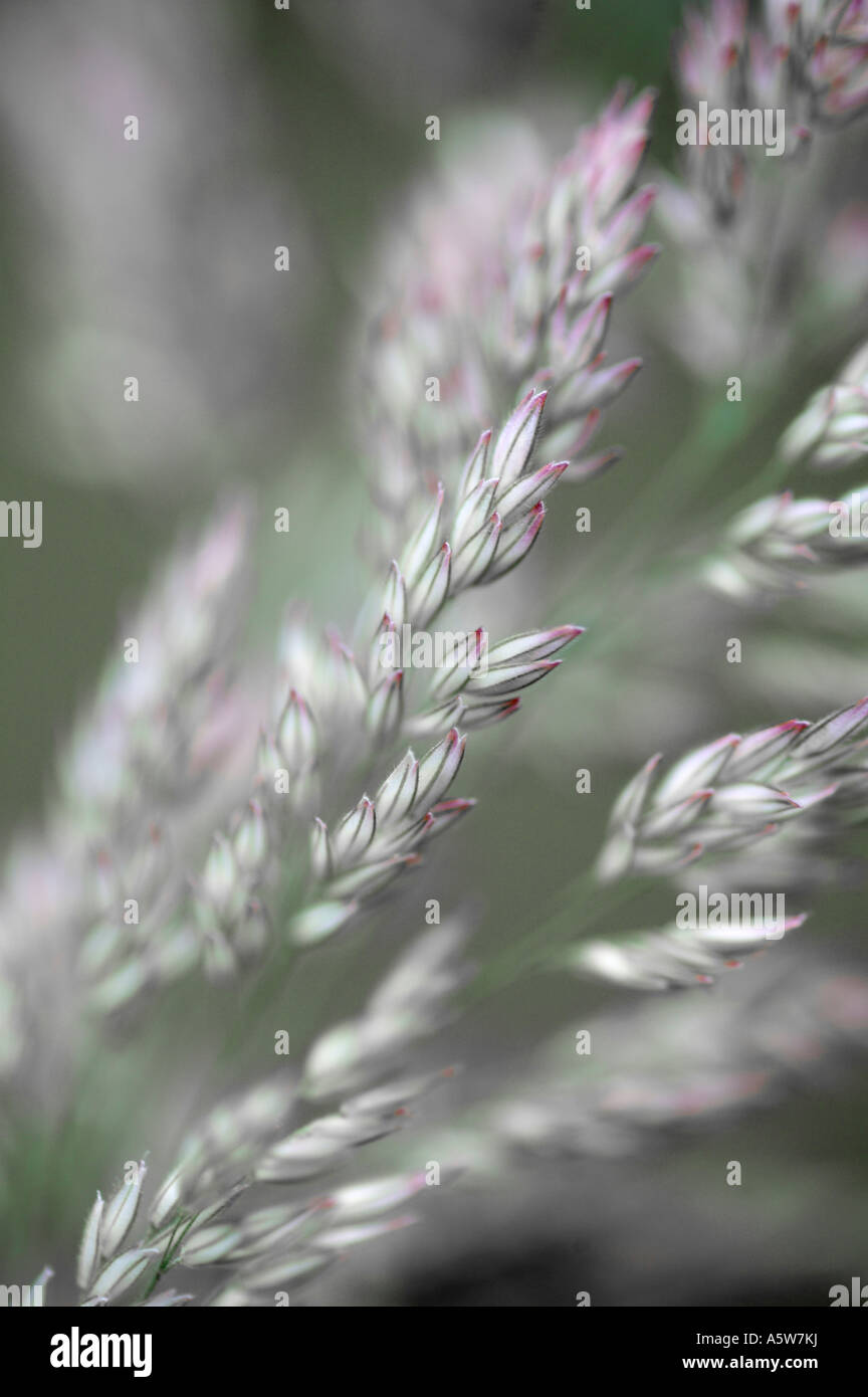 Holcus lanatus seed hi-res stock photography and images - Alamy